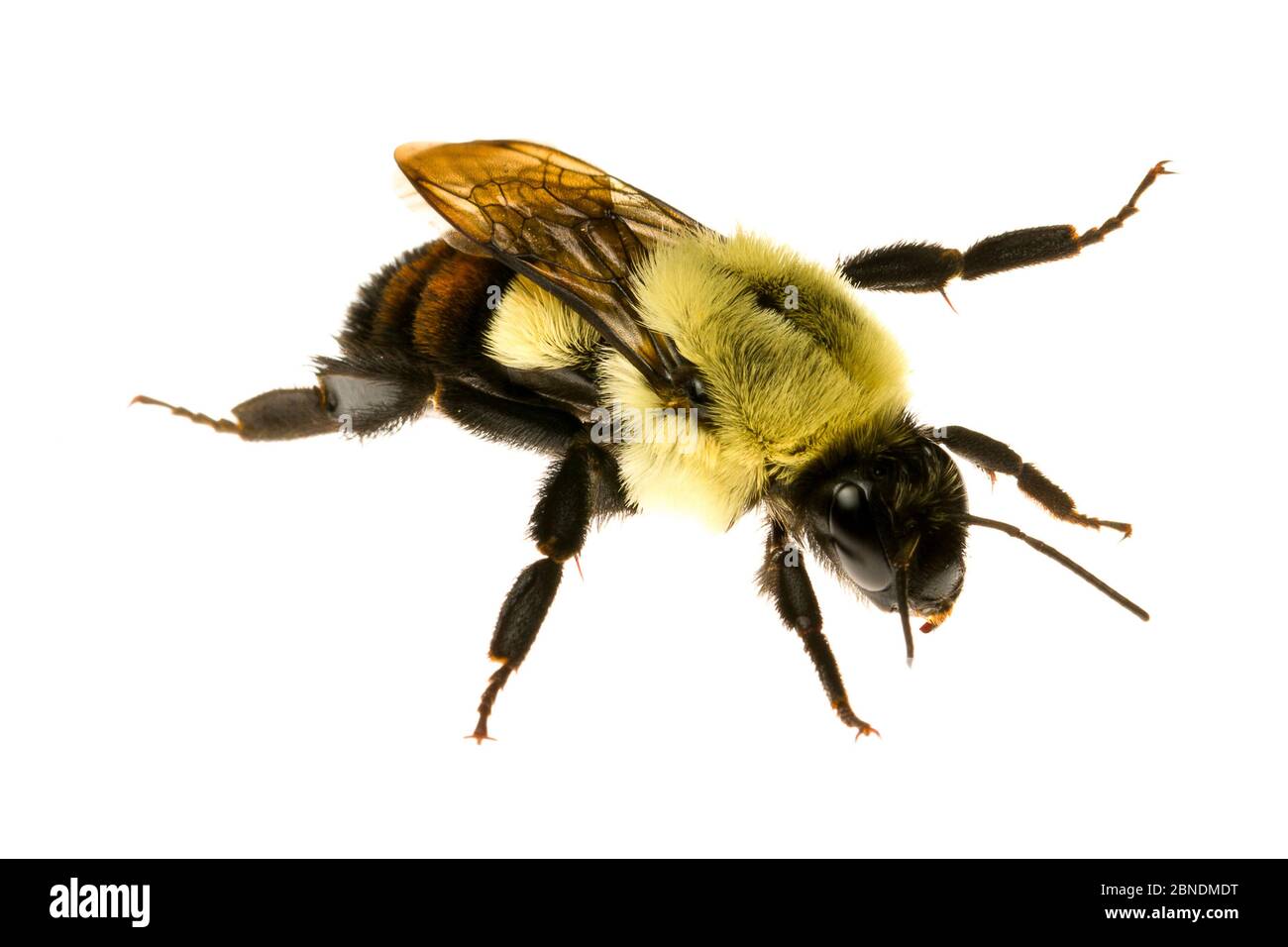 Common eastern bumblebee (Bombus impatiens) Oxford, Mississippi, USA ...