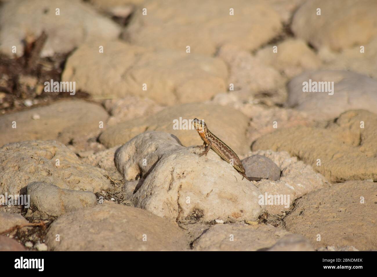 Selective focus shot of Maltese wall Lizard in Maltese Islands, Malta ...