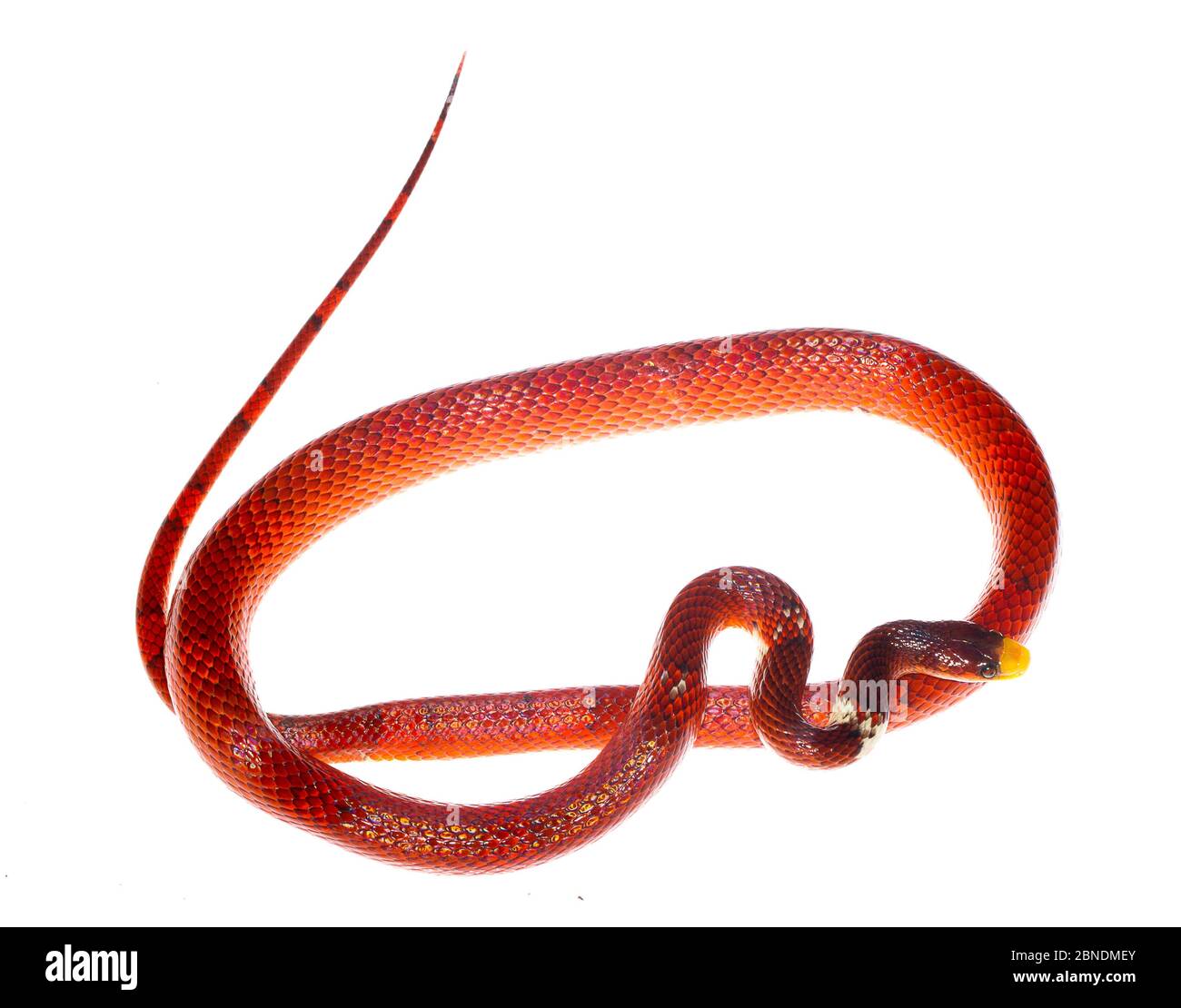 Calico false coral snake hi-res stock photography and images - Alamy