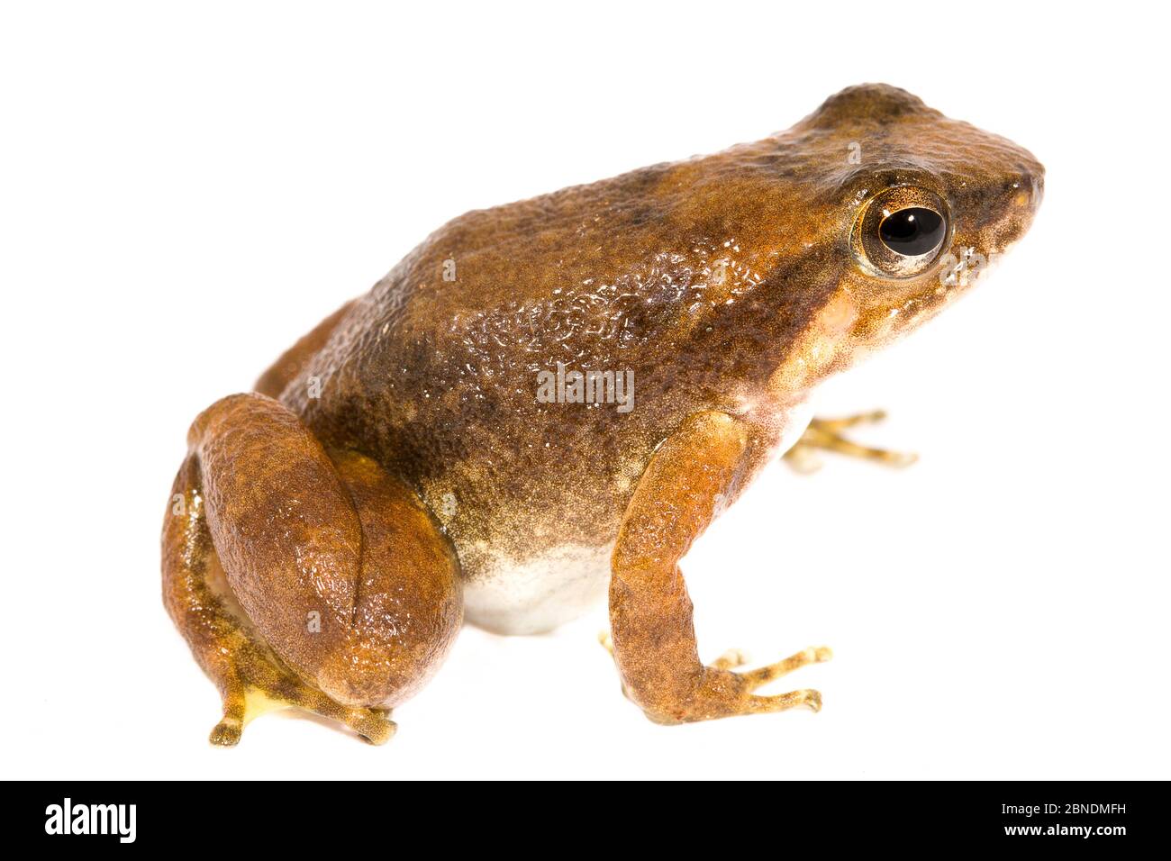 Frog (Hyloxalus) San Jose de Payamino, Ecuador Meetyourneighbours.net ...