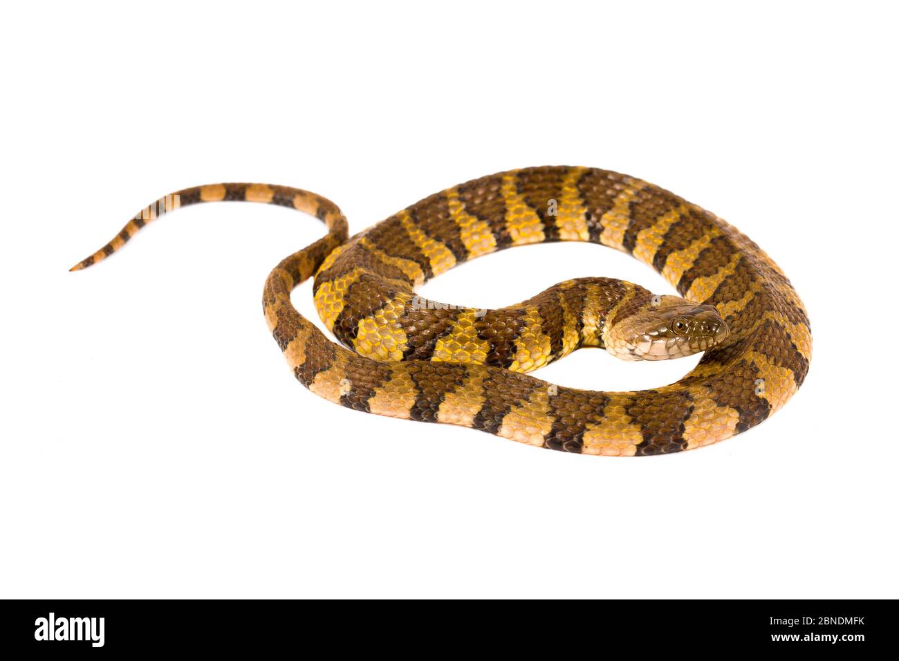 Banded water snake hi-res stock photography and images - Alamy