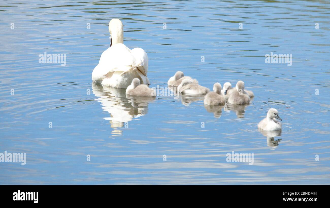 Cygnet family swimming Stock Photo - Alamy
