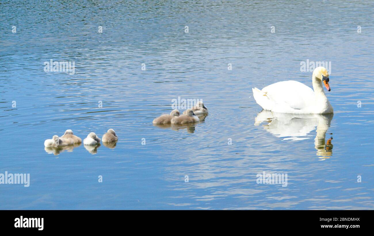 Cygnet family swimming Stock Photo - Alamy