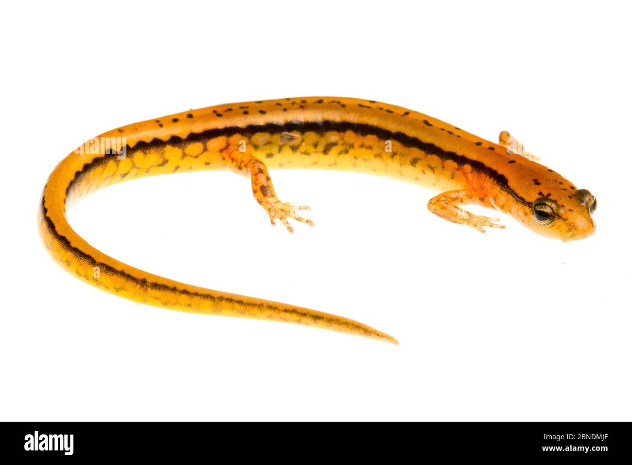 Southern two-lined Salamander (Eurycea cirrigera) Tishomingo ...