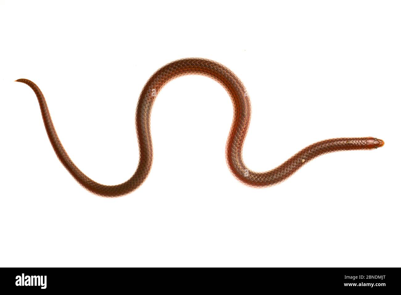 Worm snake (Carphophis amoenus) Tishomingo, Mississippi, USA, April ...