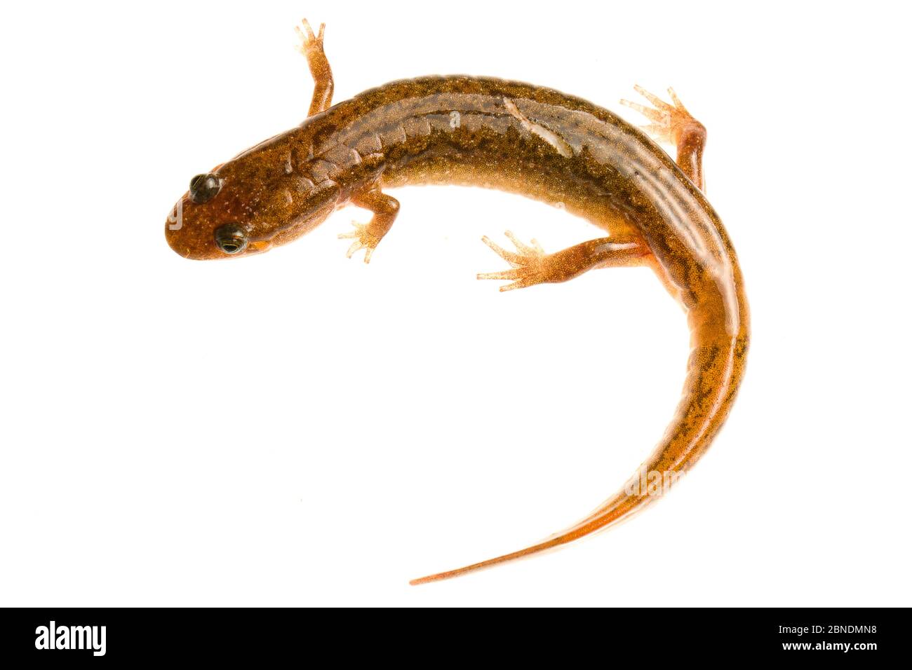 Southern Dusky Salamander