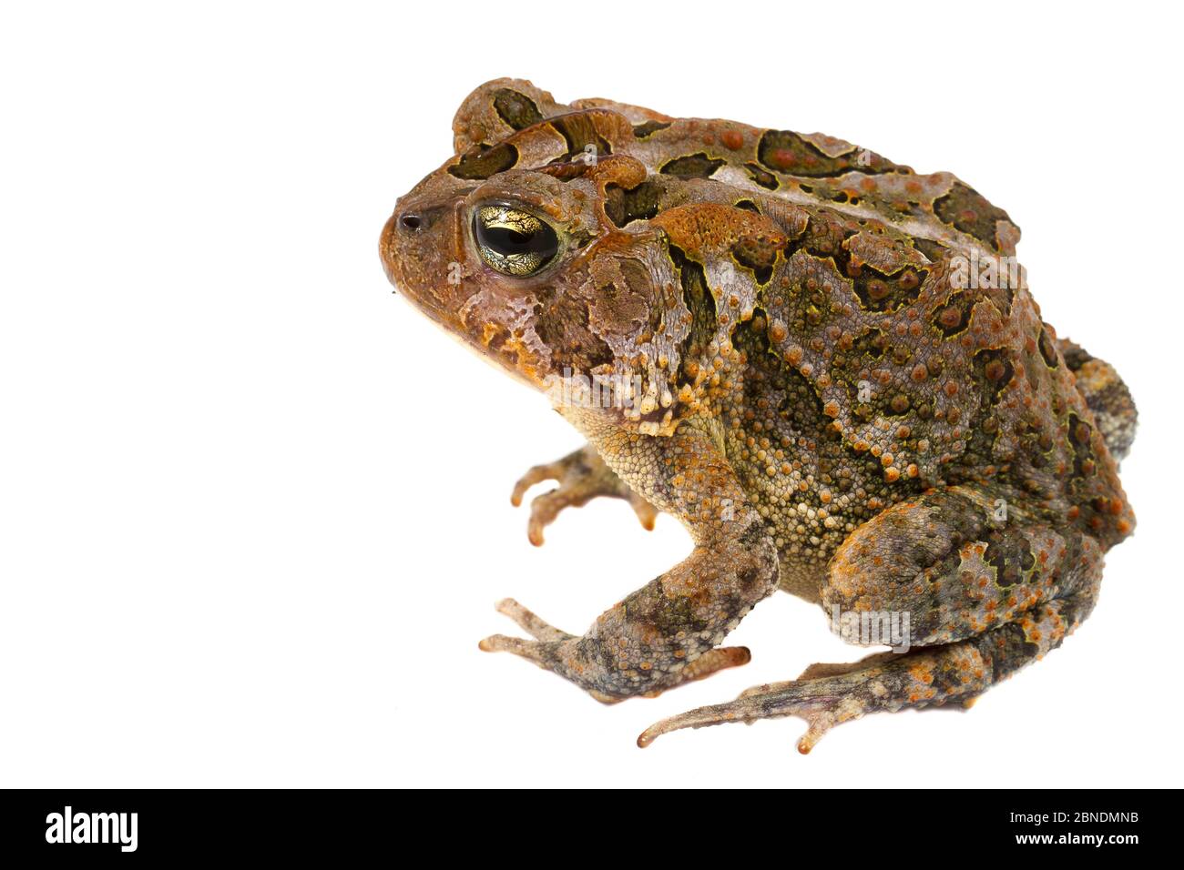 Bufo toad florida Cut Out Stock Images & Pictures - Alamy