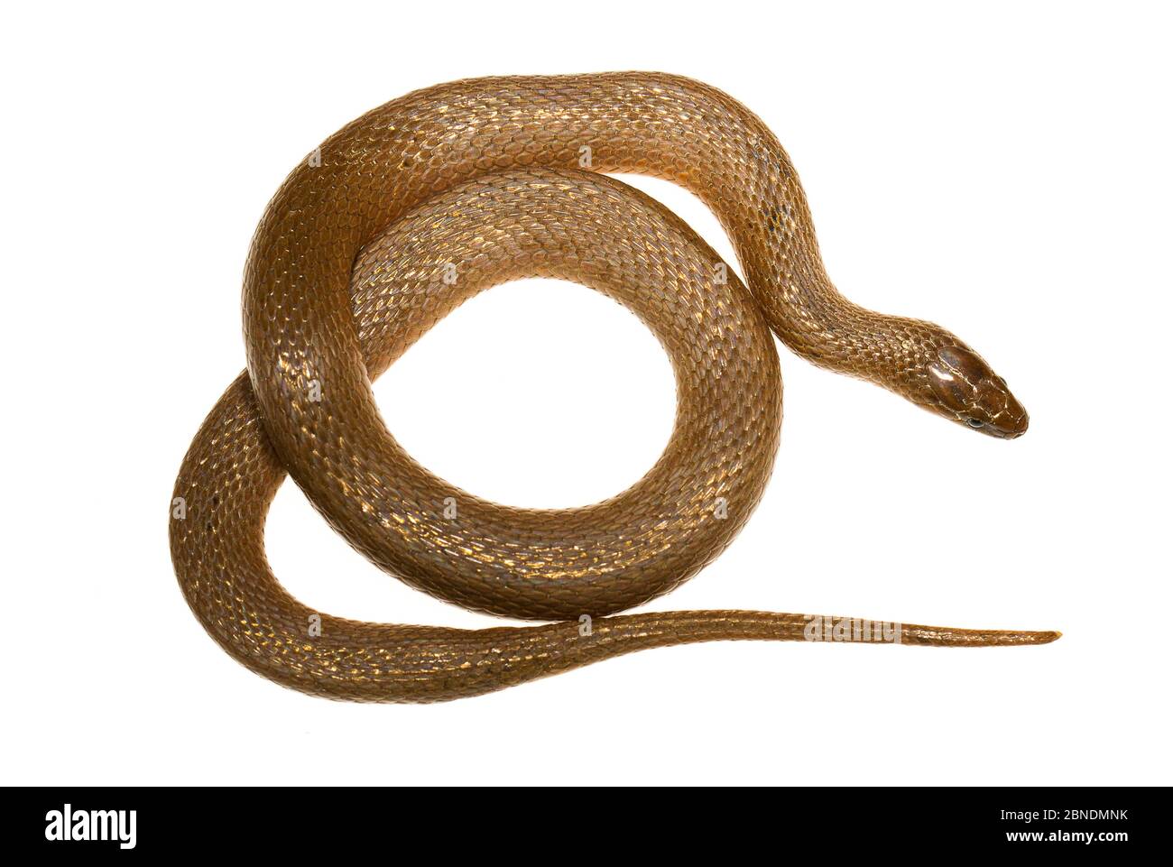 Rough Earth Snake