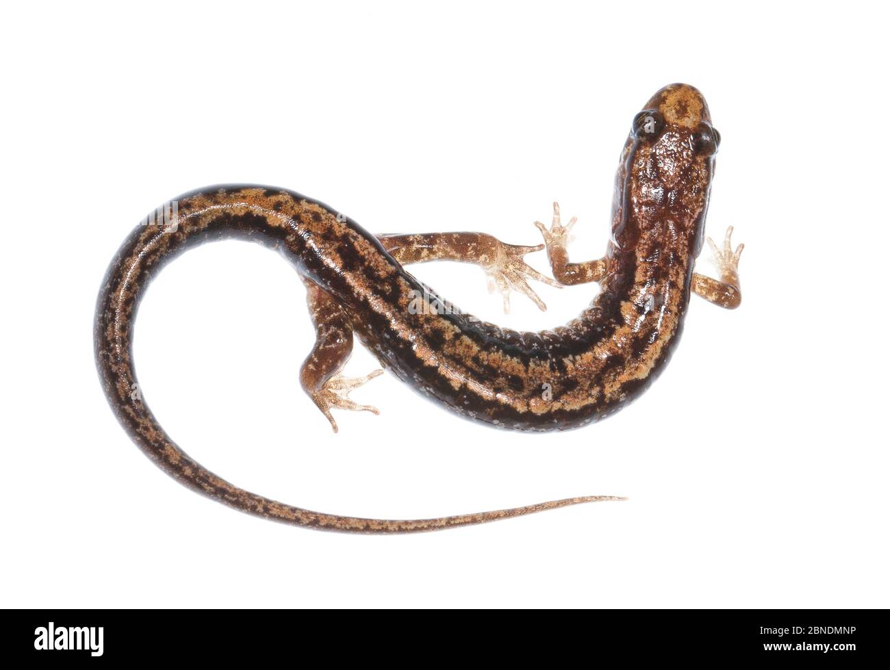 Pygmy salamander (Desmognathus wrighti) Buffalo Mountain, Tennessee ...