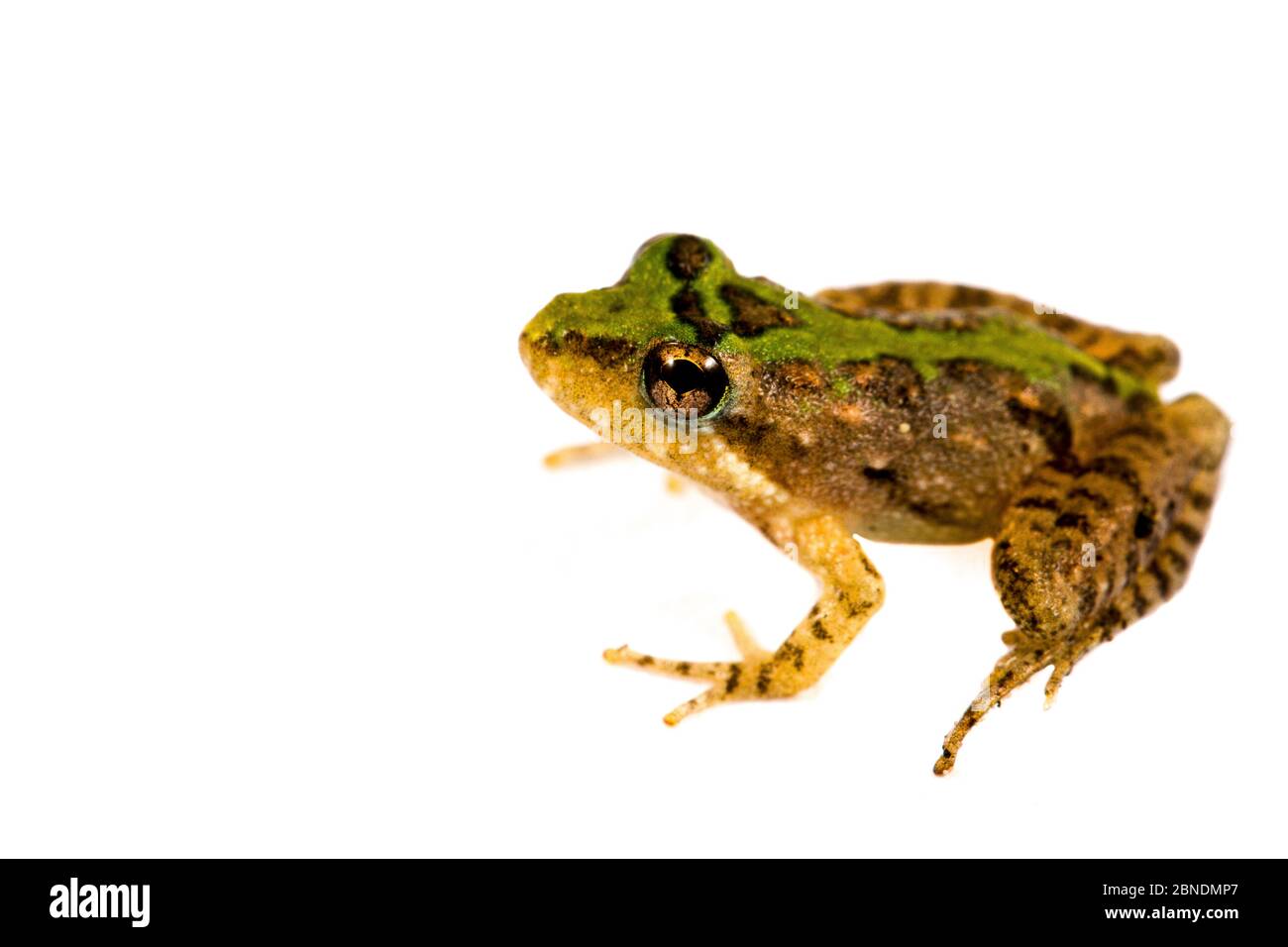 Southern Cricket Frog (Acris gryllus) Apalachicola National Forest ...