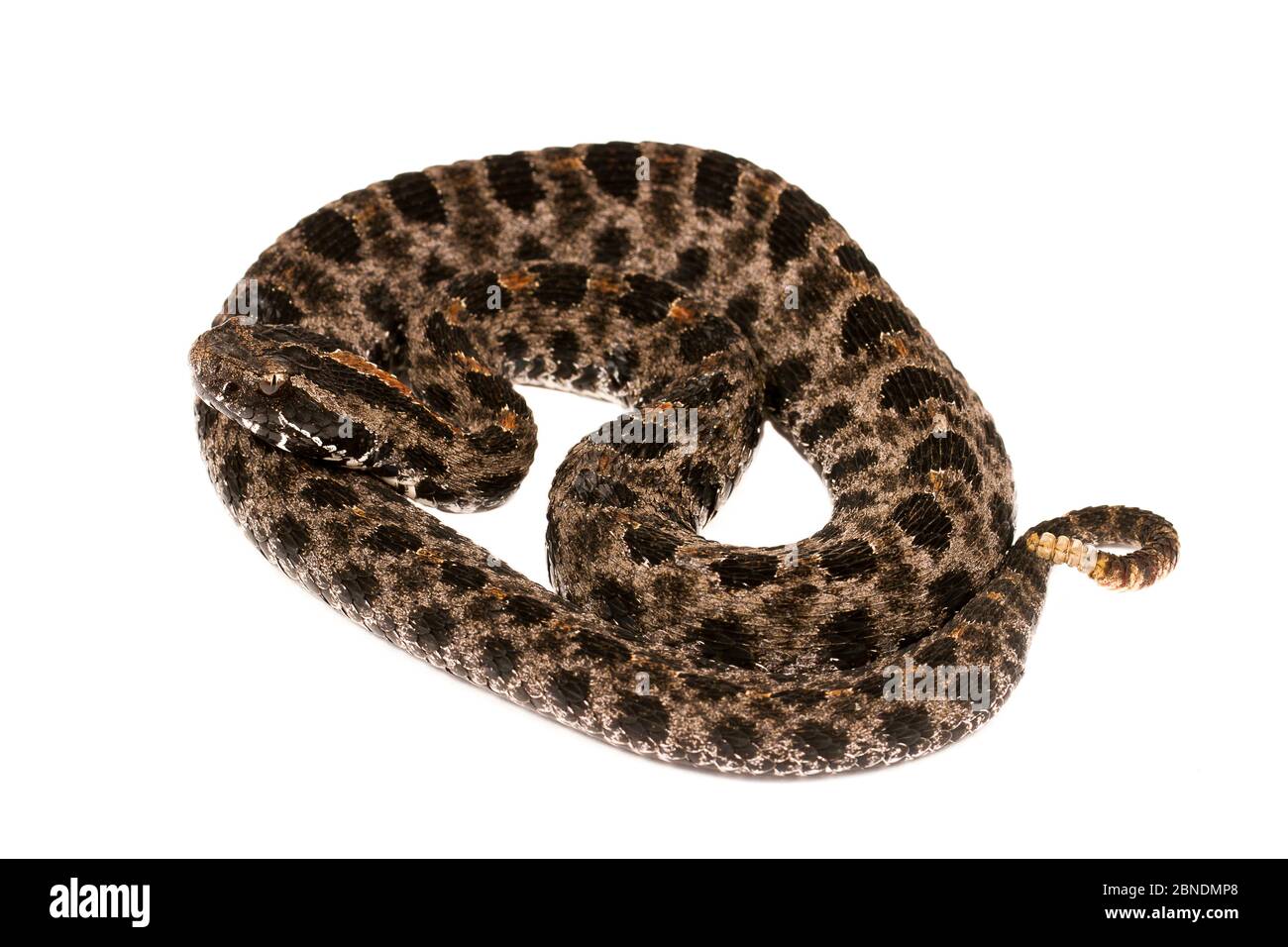 Ground rattlesnake hi-res stock photography and images - Alamy