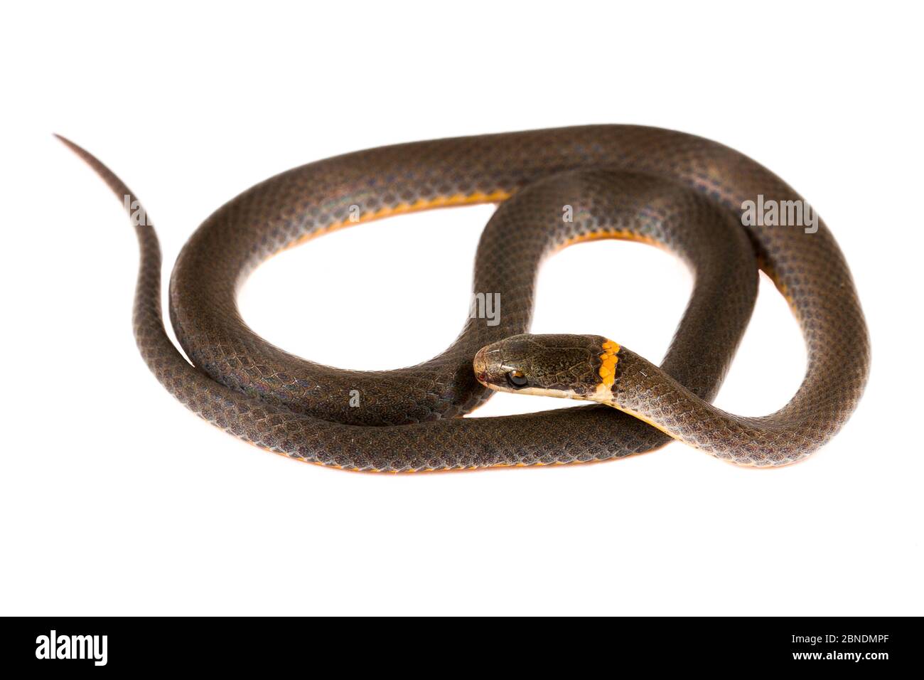 Ring-neck snake (Diadophis punctatus) coiled, Apalachicola National ...