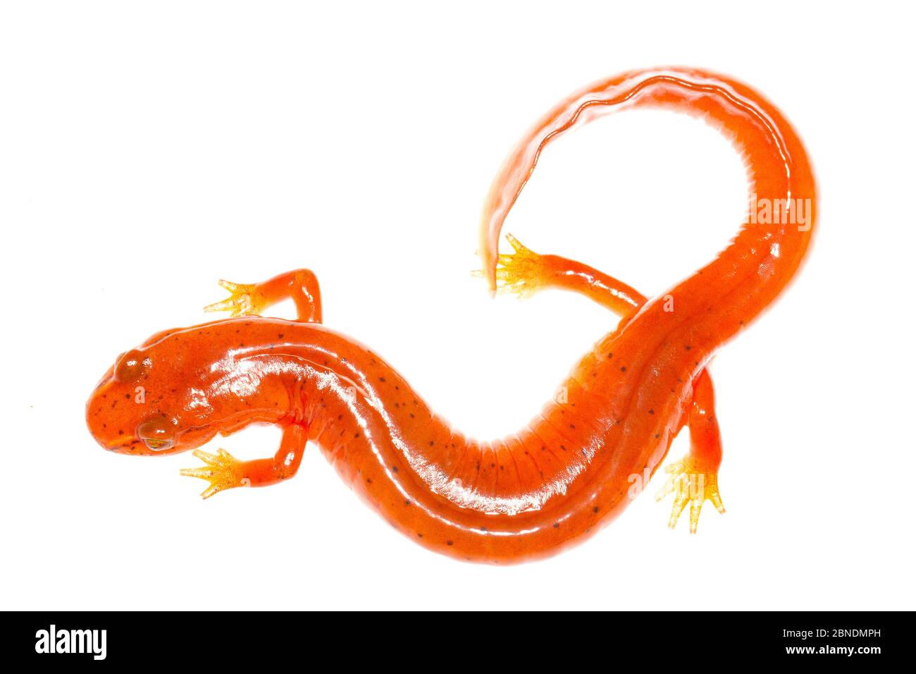 Spring salamander (Gyrinophilus porphyriticus) Nolichucky Gorge ...