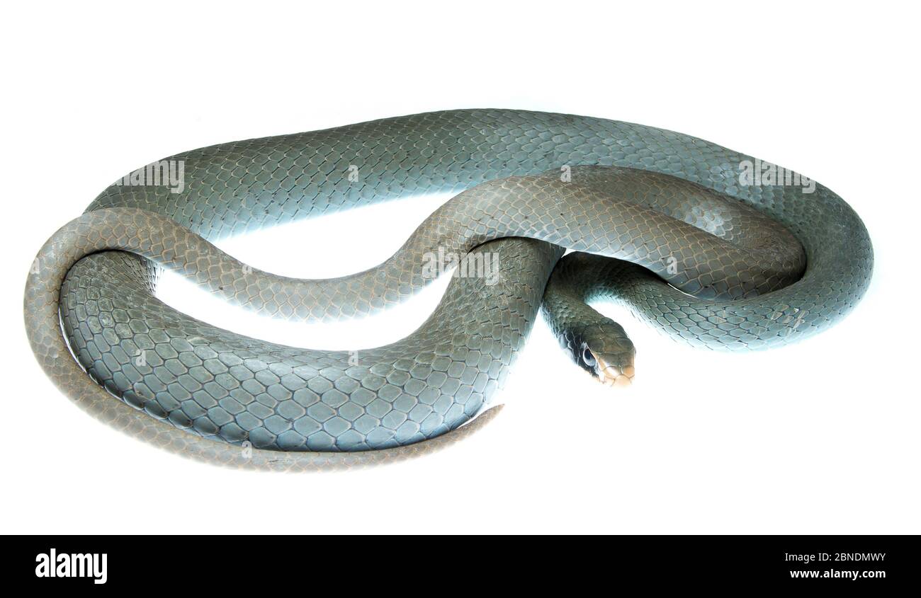 Coluber constrictor latrunculus hi-res stock photography and images - Alamy