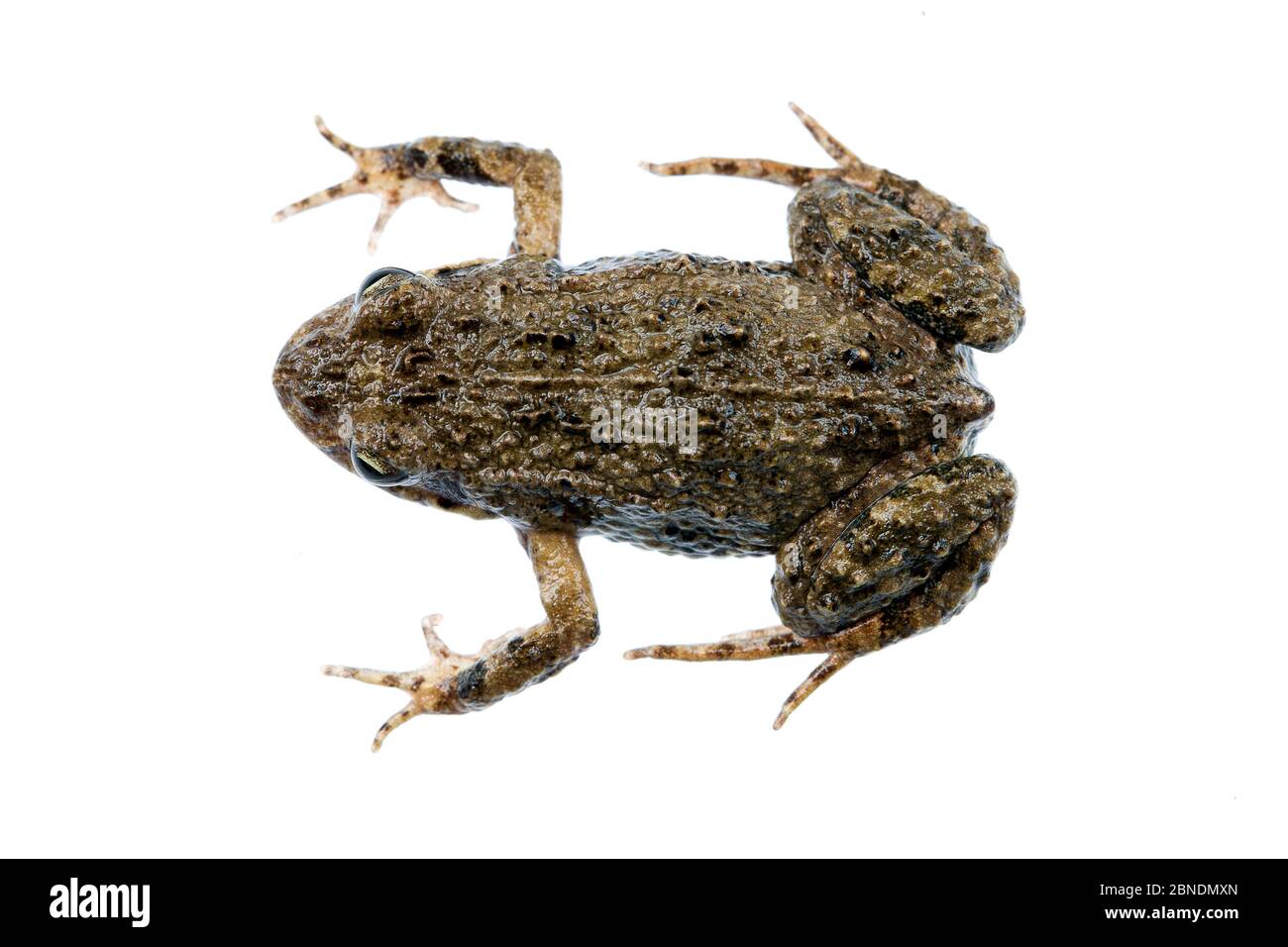 Eastern common froglet (Crinia signifera) Croajingolong National Park ...