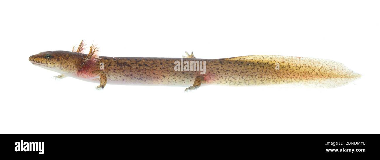 Red salamander (Pseudotriton ruber) larva Pigeon Mountain, Georgia, USA ...