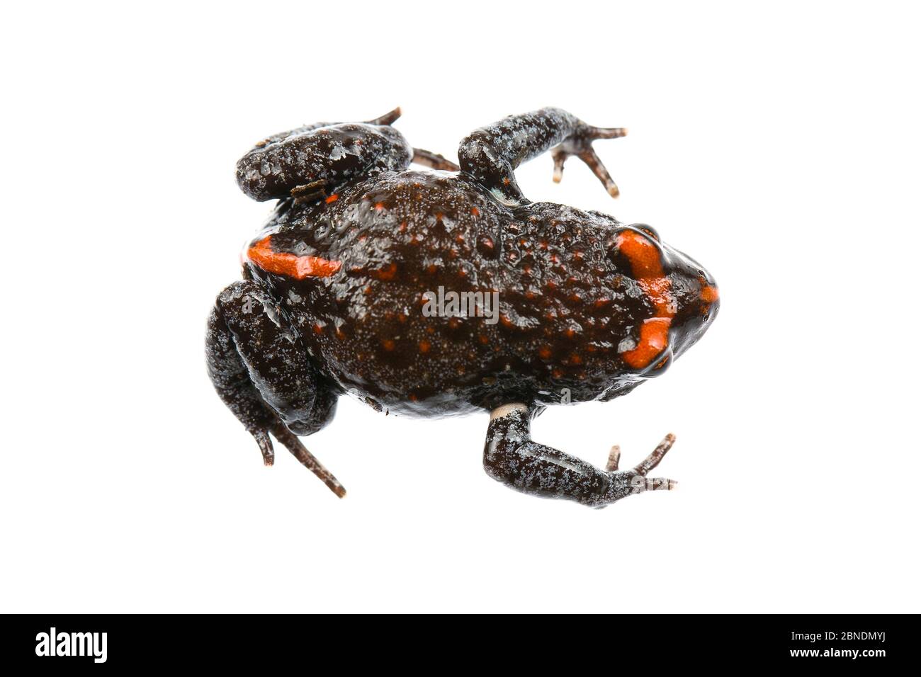 Red-crowned toadlet (Pseudophryne australis) Watagans National Park ...