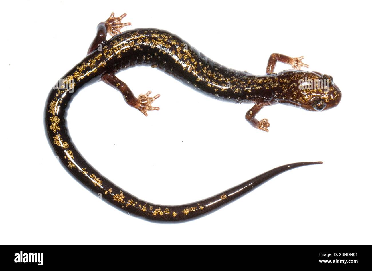 Peaks of otter salamander Cut Out Stock Images & Pictures - Alamy