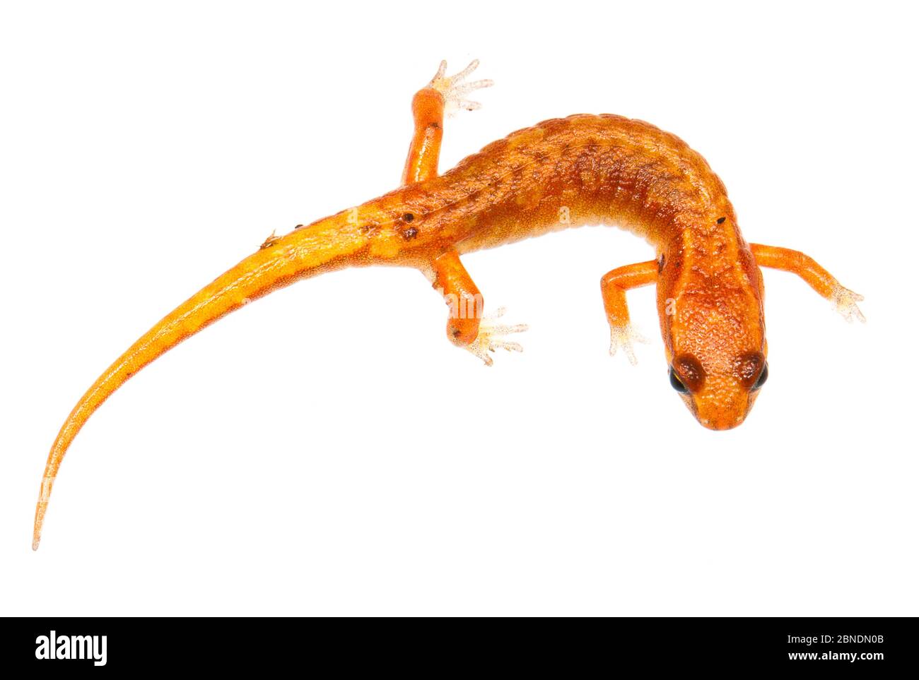 Northern pygmy salamander hi-res stock photography and images - Alamy