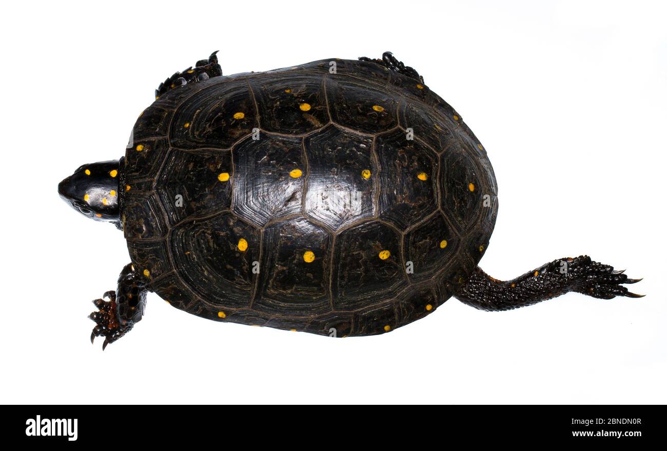 Michigan wildlife Cut Out Stock Images & Pictures - Alamy