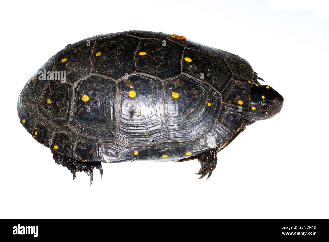 Spotted turtle (Clemmys guttata) male, western Michigan, USA ...