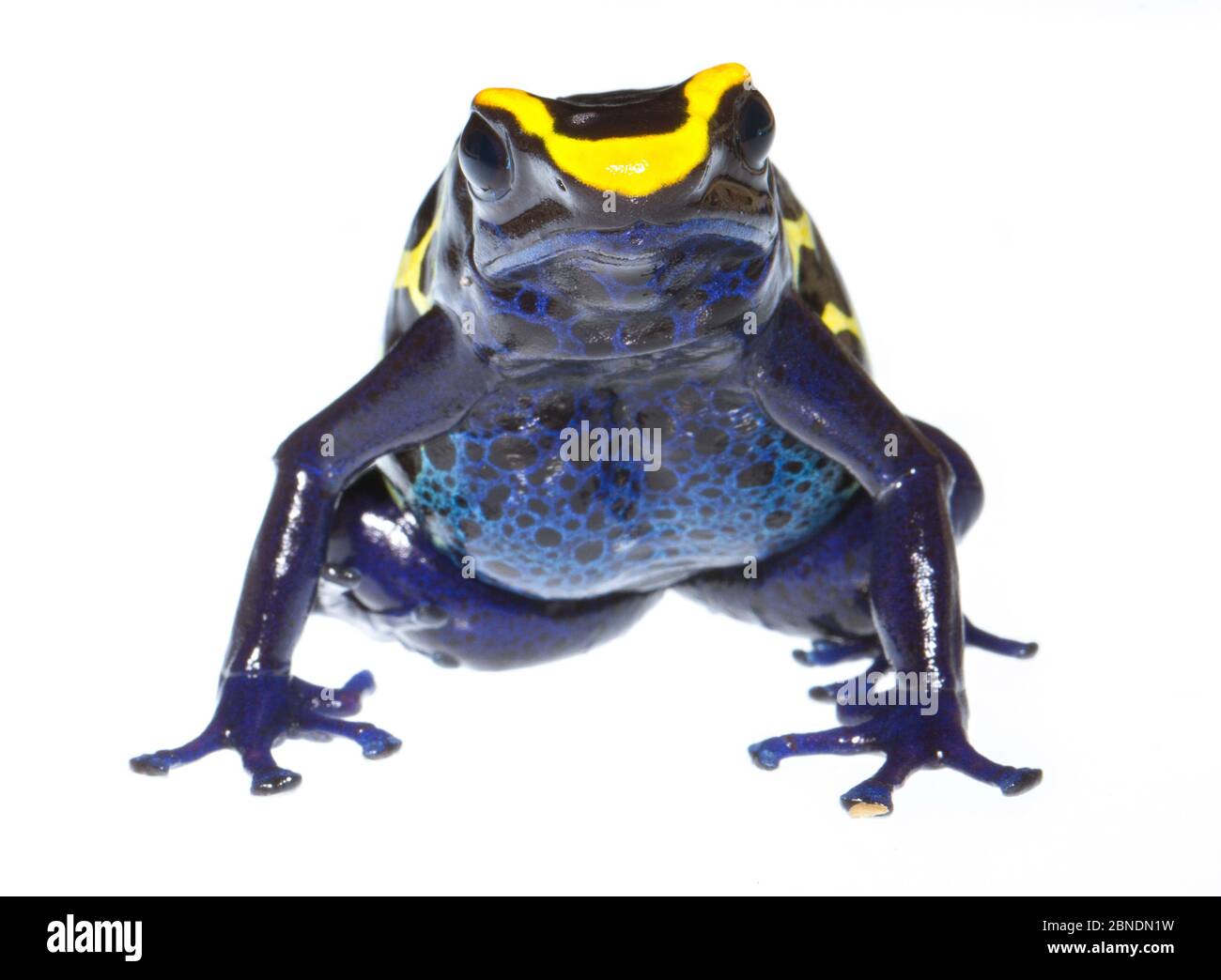 Dyeing poison frog (Dendrobates tinctorius) captive, occurs in Guyana ...