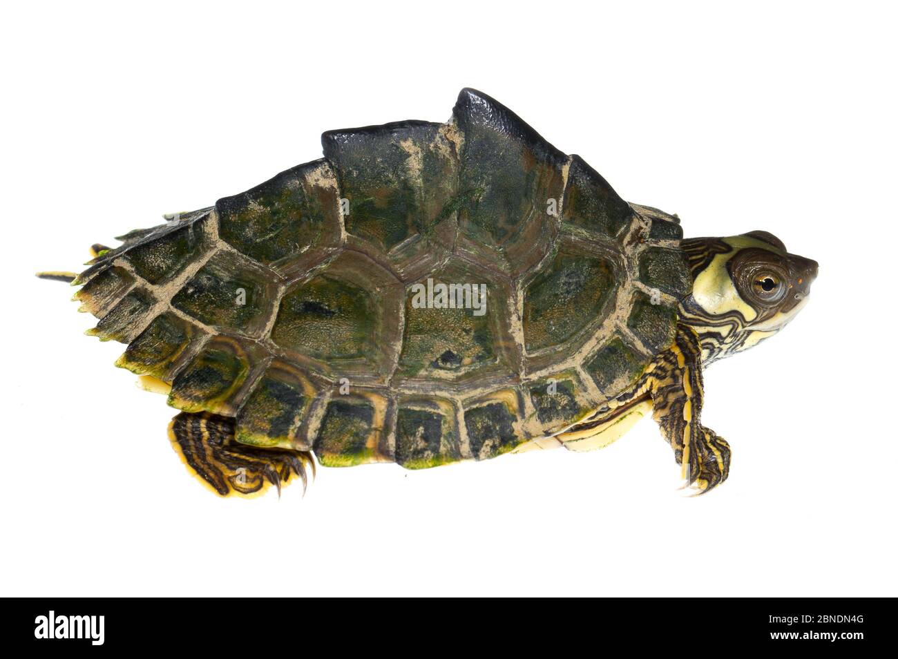 Pearl River map turtle (Graptemys pearlensis) the Bogue Chitto River ...