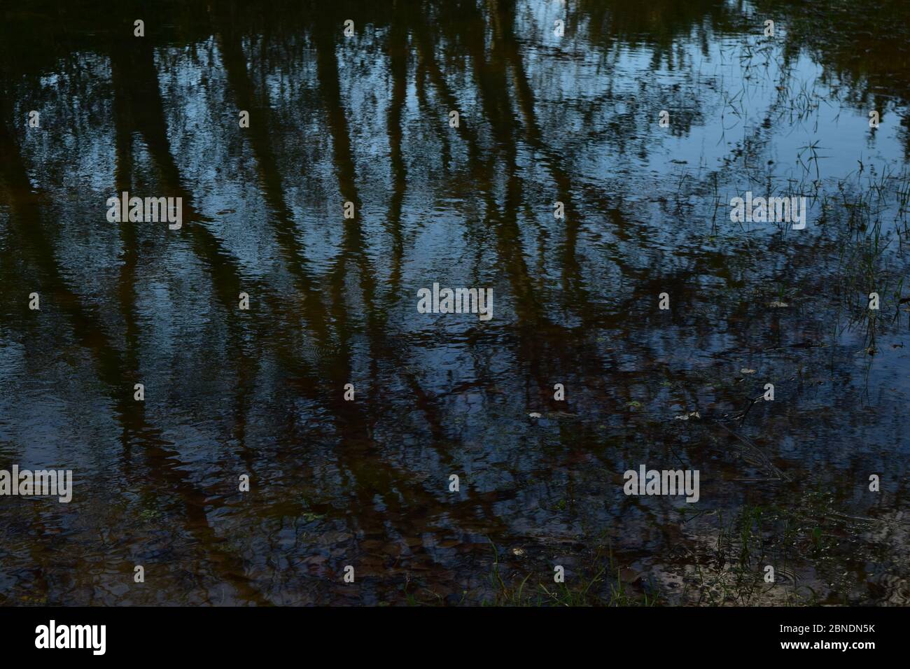 Beautiful shot of trees reflecting on a lake at Chadwick Lakes, Maltese ...