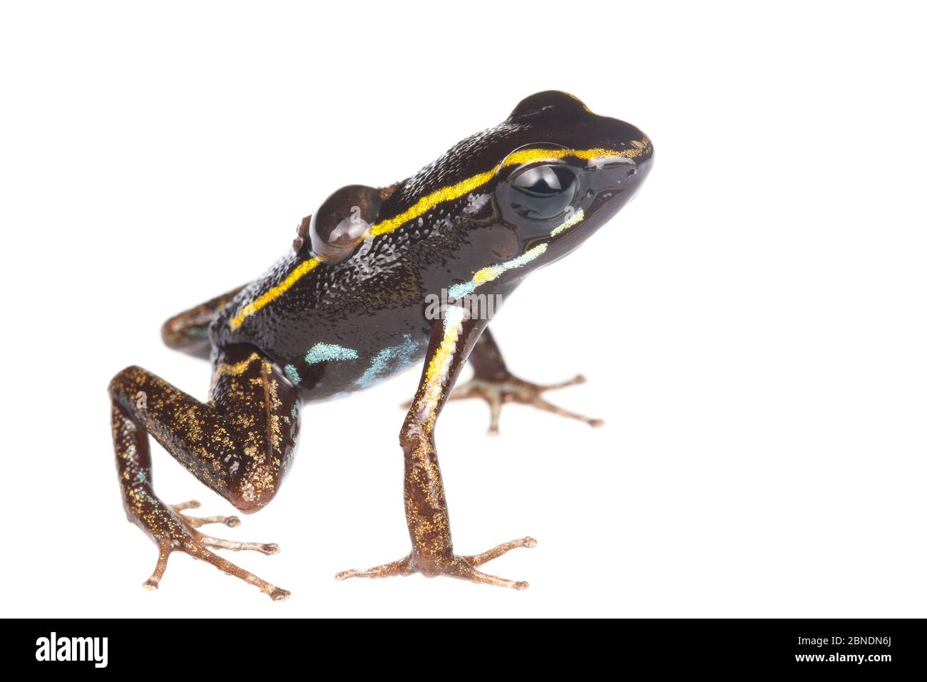 Lovely poison frog (Phyllobates lugubris) male with a tadpole, Isla ...