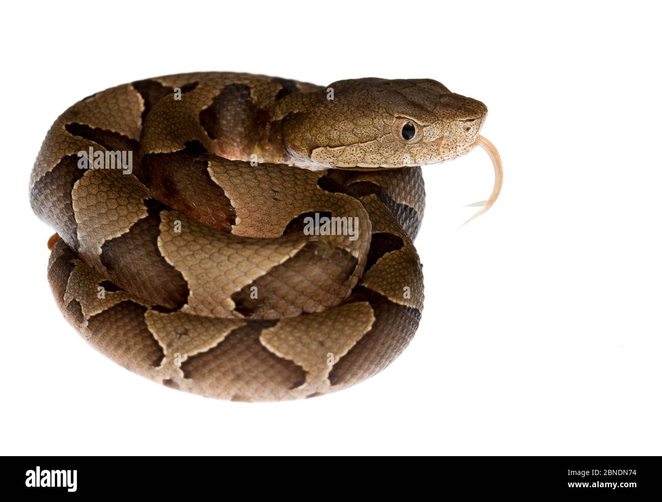 Snake copperhead agkistrodon contortrix squamata viperidae hi-res stock ...