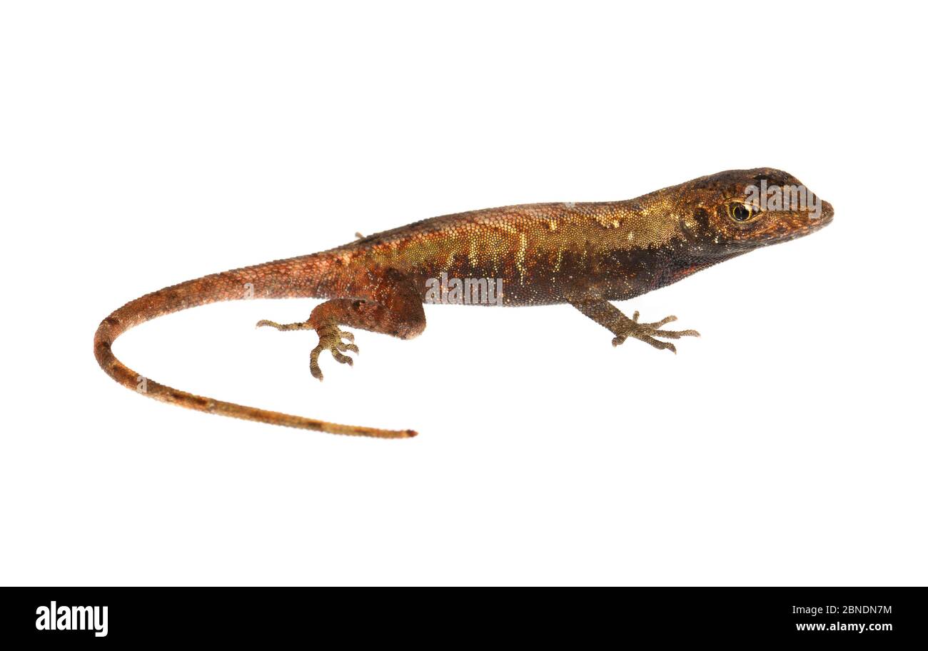 Humble anole (Anolis humilis) Isla Colon, Panama Meetyourneighbours.net ...