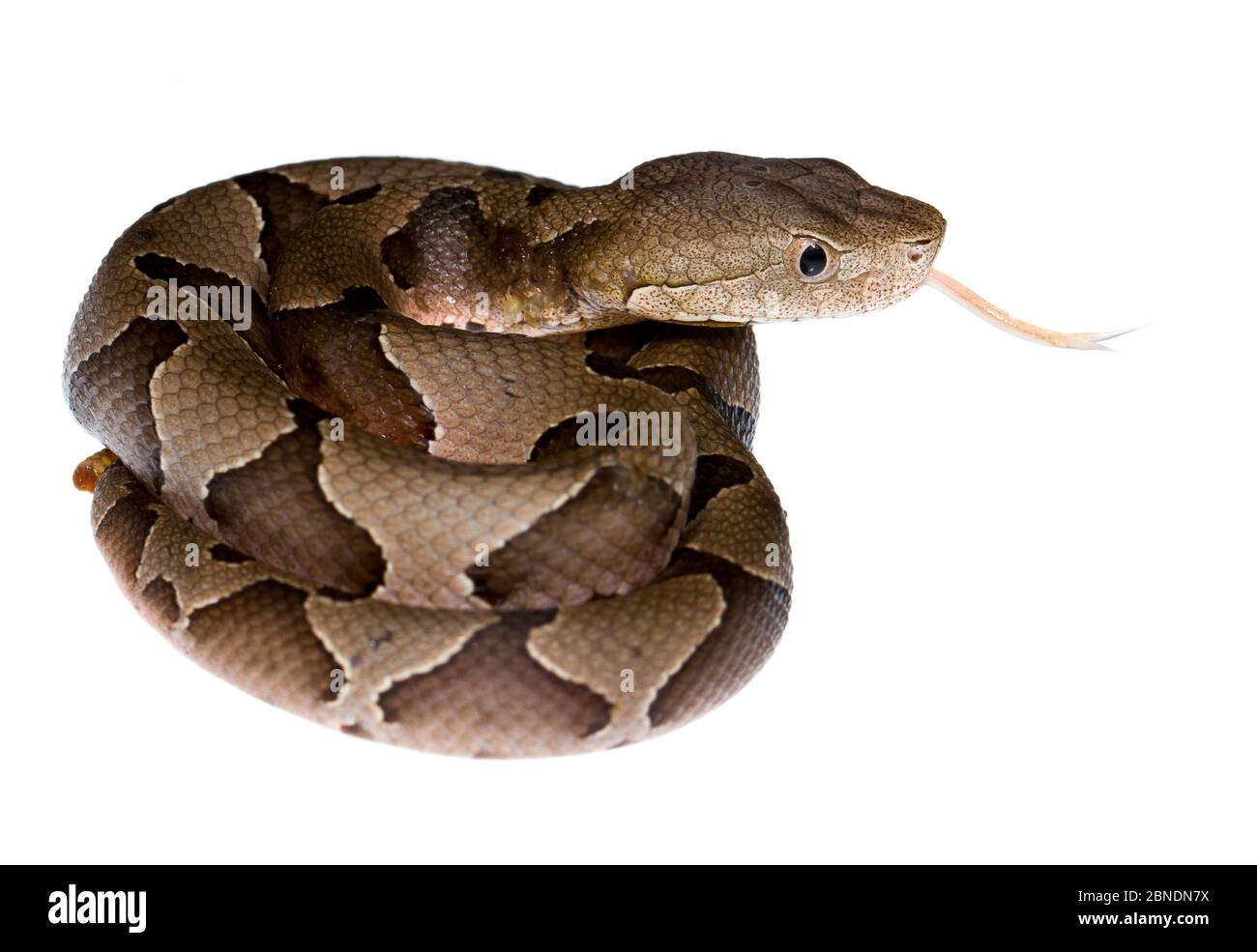 Neonate copperhead (Agkistrodon contortrix) coiled up, Oxford ...