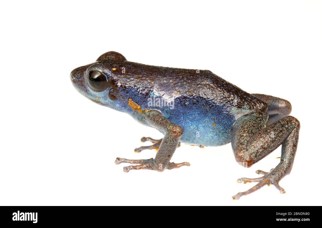 Strawberry poison frog (Oophaga pumilio) profile, Dolphin Bay, Panama ...
