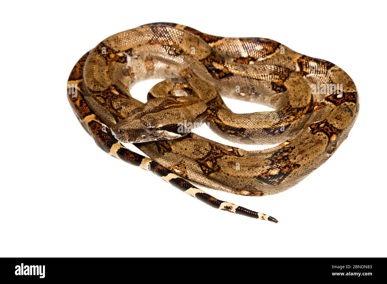 Young Boa constrictor (Boa constrictor) Gamboa, Panama ...