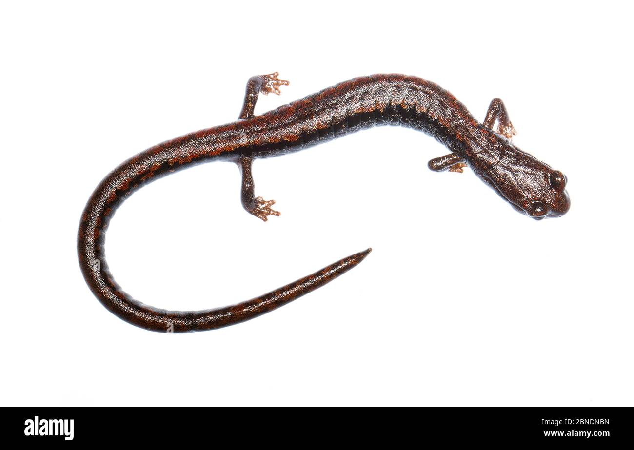 Oregon slender salamander (Batrachoseps wrighti) Oregon, USA ...