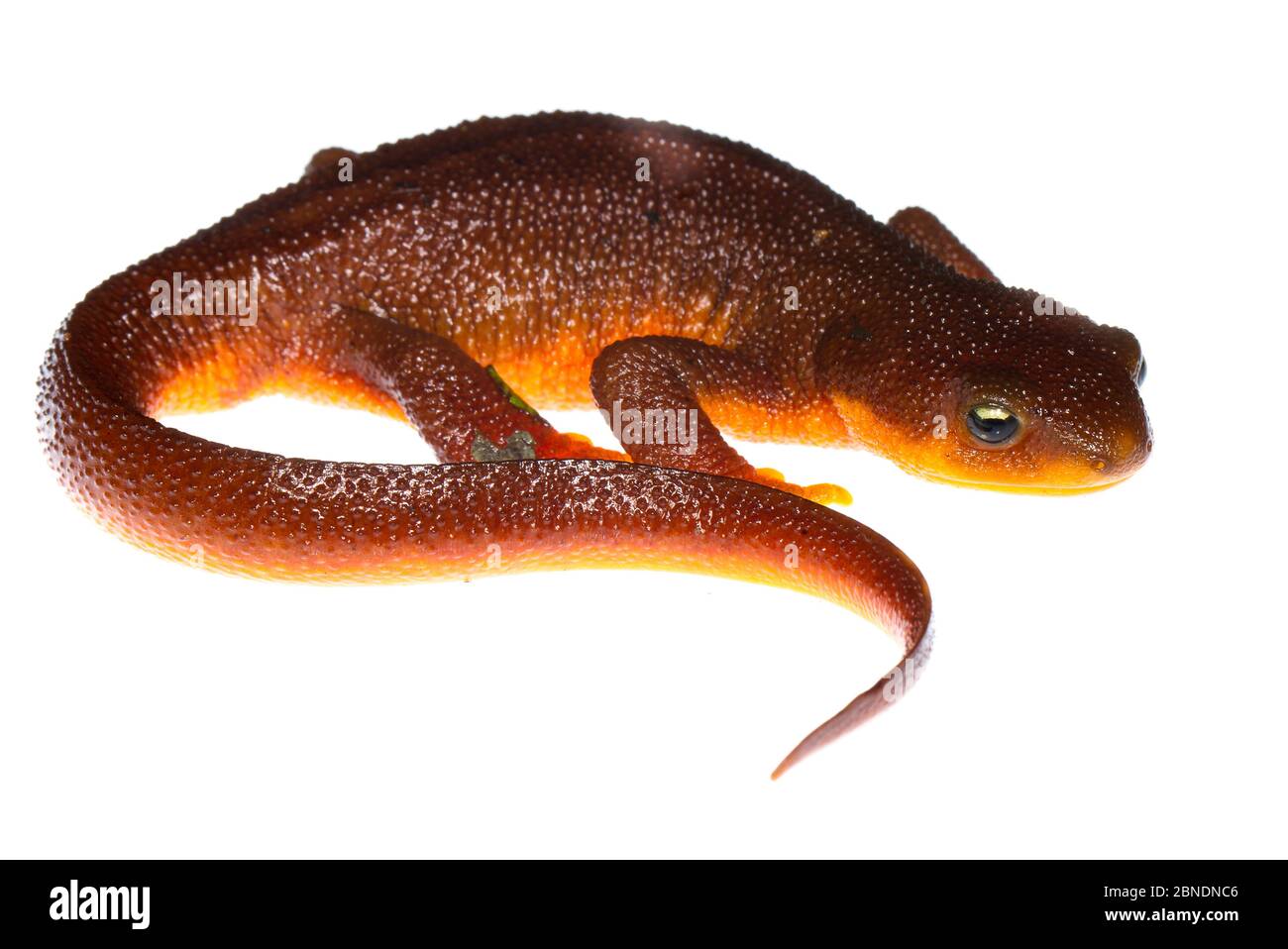 Rough-skinned newt (Taricha granulosa) Oxbow Regional Park, Oregon, USA ...