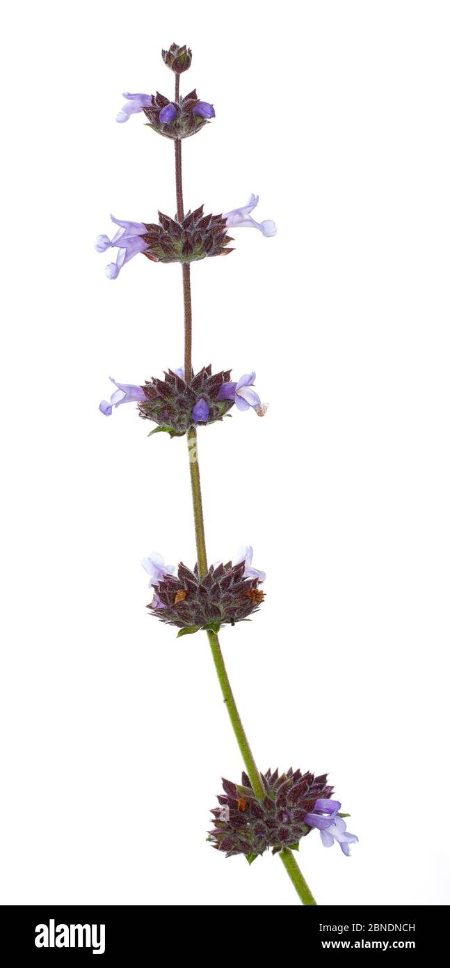 Cleveland sage (Salvia clevelandii) San Diego Bay, California, USA ...