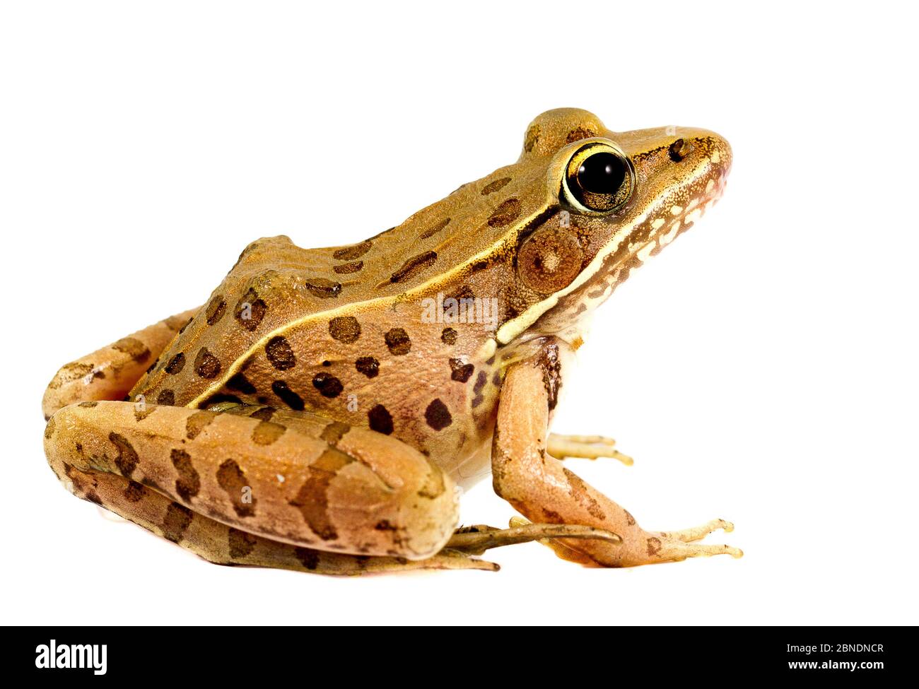 Southern leopard frog (Rana sphenocephala) Oxford, Mississippi, USA ...