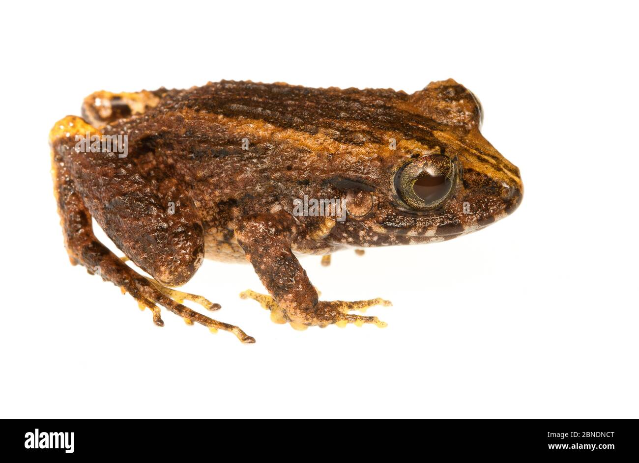 Frog (Craugastor polyptychus) Escudo de Veraguas, Panama ...