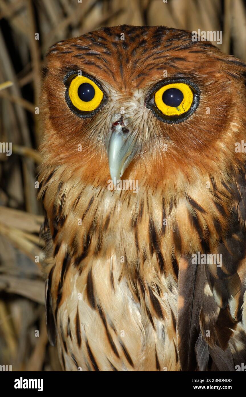 Philippine eagle owl (Bubo philippinensis) captive, endemic to the ...