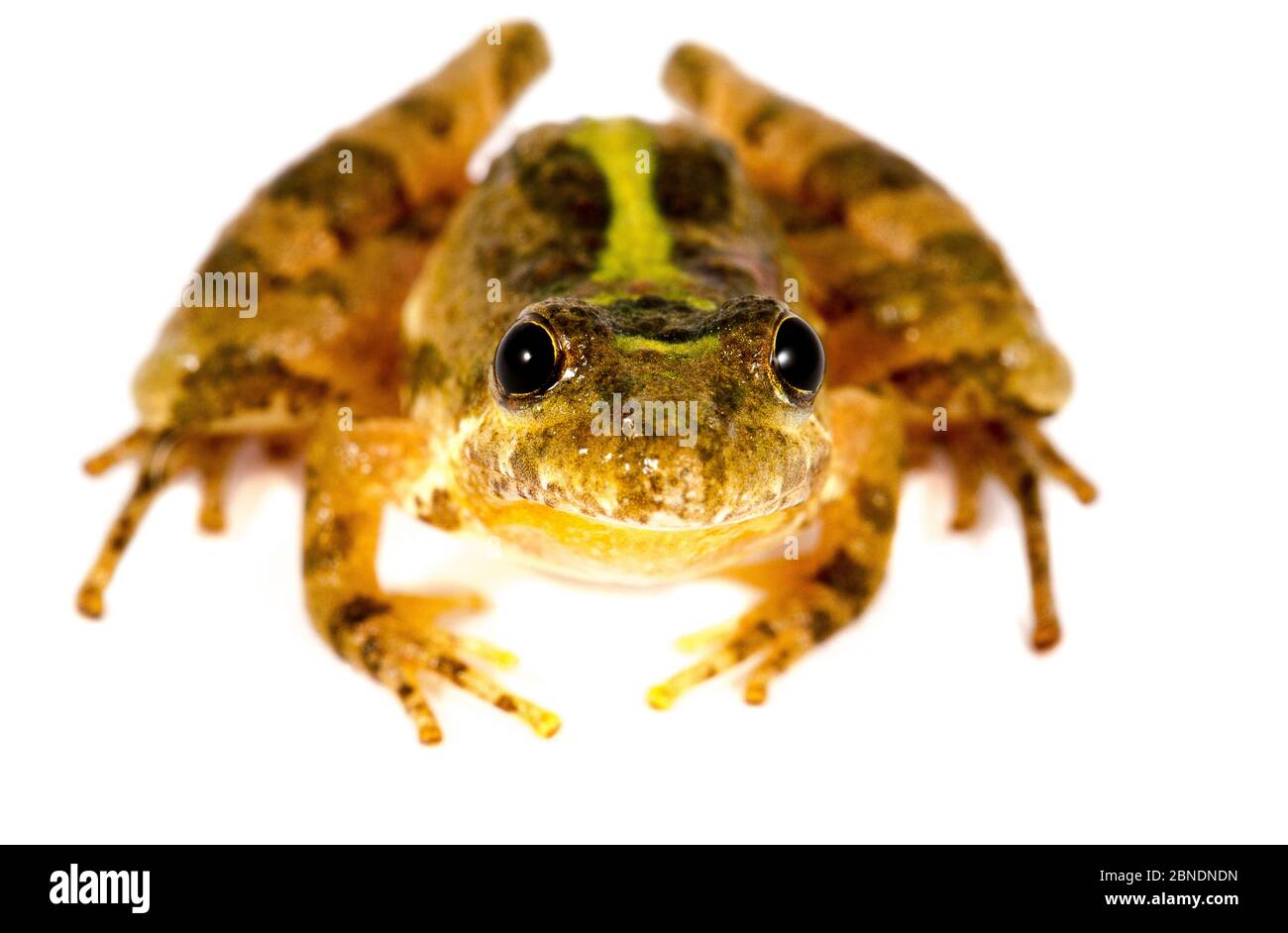 Southern cricket frog (Acris gryllus) portrait, Thompson Creek Landing ...