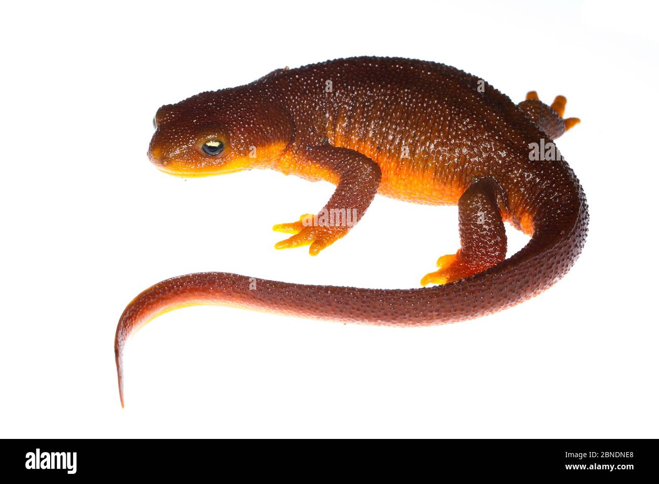 Rough skinned newt hi-res stock photography and images - Alamy