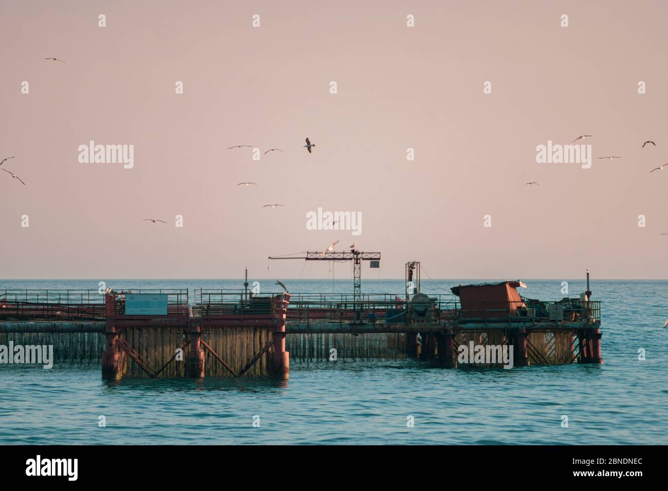 Mussel farm high class growing eco-friendly mussels Stock Photo - Alamy