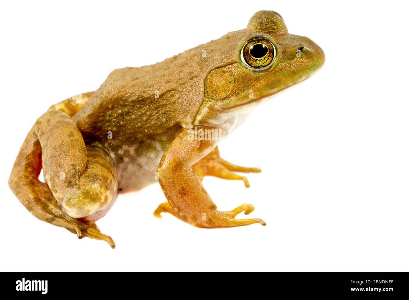 American bullfrog bullfrog rana catesbeiana Cut Out Stock Images ...