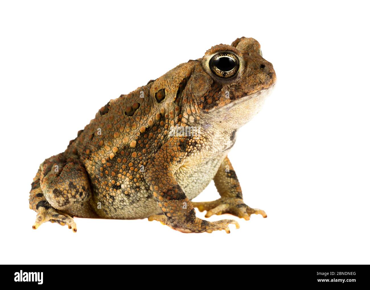 American toad bufo americanus Cut Out Stock Images & Pictures - Alamy
