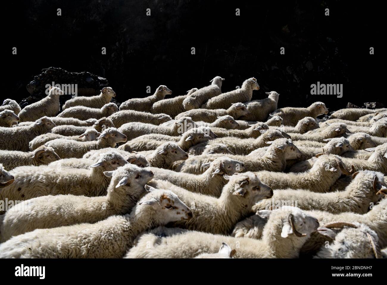 Caucasus, Georgia, Tusheti region, Shenako. A shepherd brings his flock ...