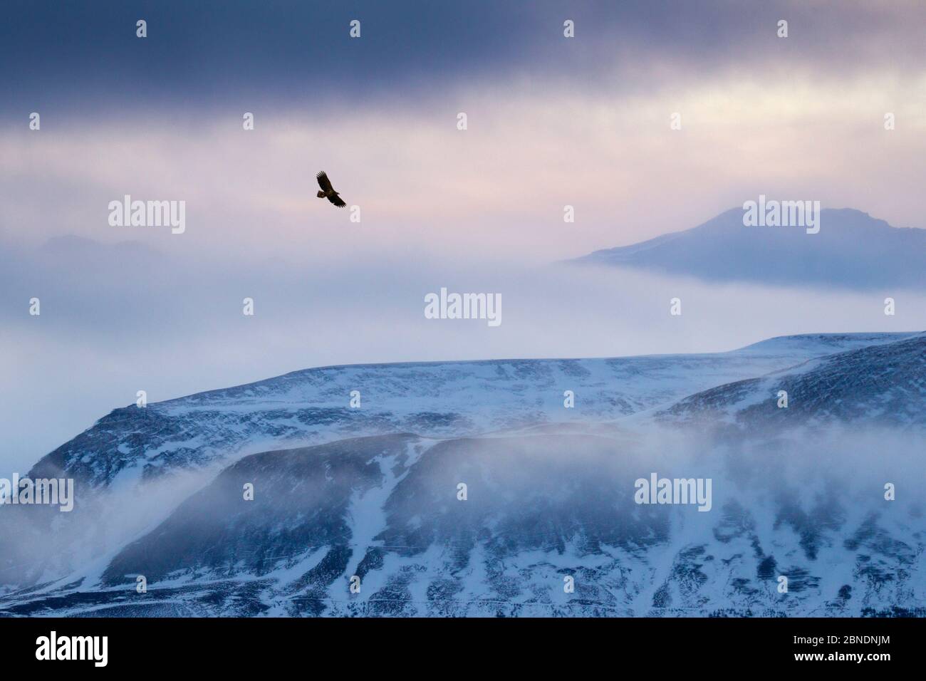 White-tailed eagle (Haliaeetus albicilla) in flight over mountain ...