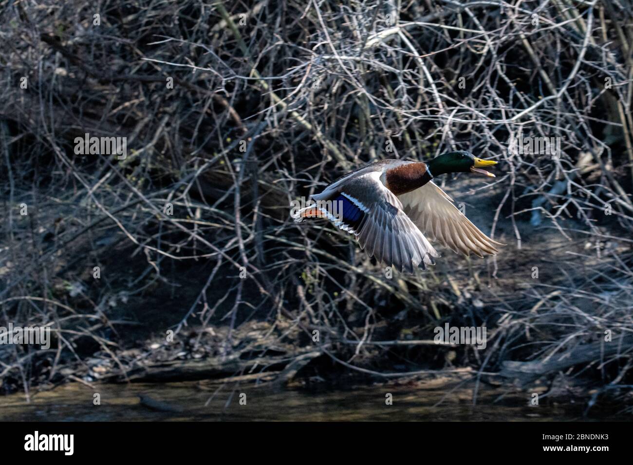 Wild duck flying next to the branches of a tree Stock Photo - Alamy