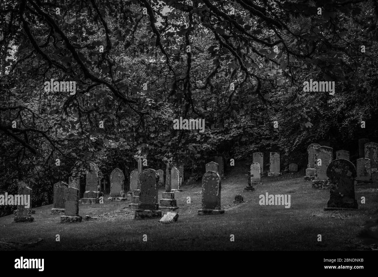 Black and white effect of tombs in the middle of forest near Rob Roy's ...