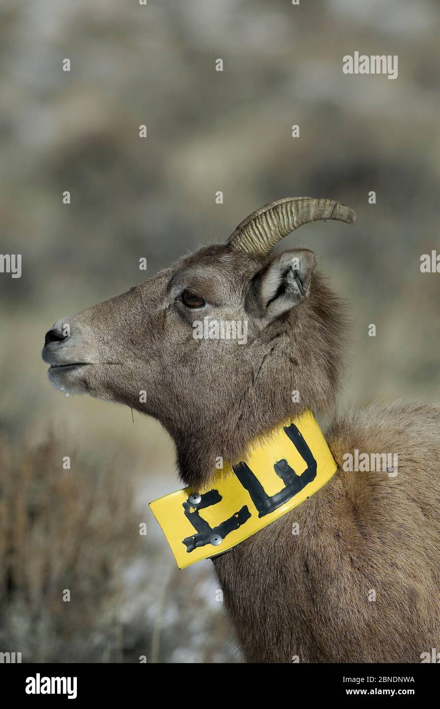 Sheep with animal tracking collars hi-res stock photography and images ...